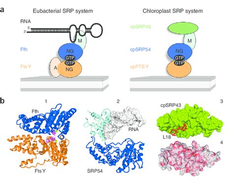 Srp Mediated Protein Translocation Across Membranes A Cartoon Of The