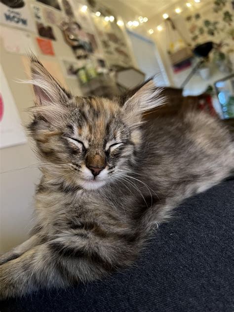 our 14-week-old babycat is refusing to be named… help us pick one? : r ...