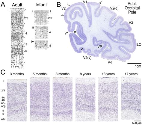 Frontiers Anatomical And Molecular Development Of The Human Primary