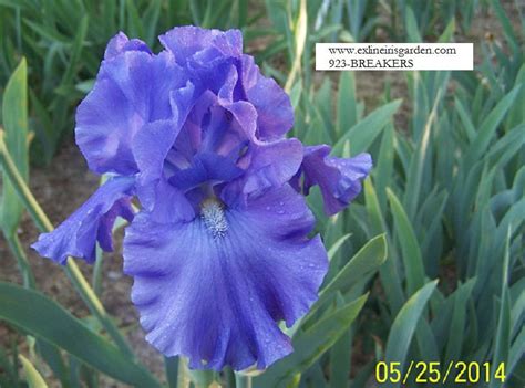Breakers Tall Bearded Iris Tb Exline Iris Garden
