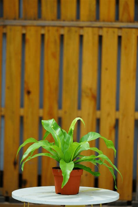 Asplenium Verveta