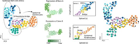 Rna Velocity Analysis To Delineate Transcriptionally Differential Cell Download Scientific