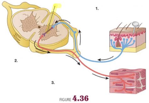 The Peripheral Nervous System Reflex Arc Lab 10 Flashcards Quizlet