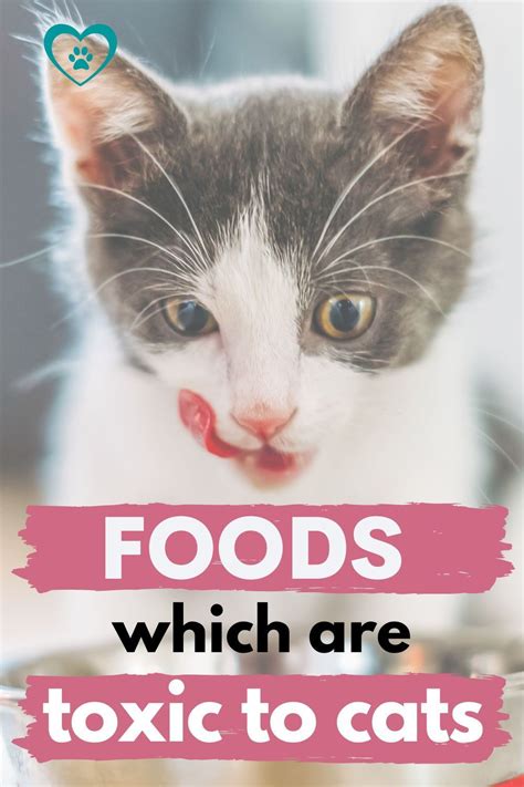 Tips From A Vet Which Foods Are Toxic For Your Cat Artofit