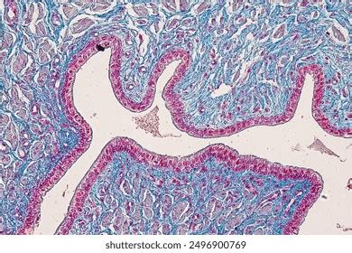 Vagina Anatomy 12 Mil Imagens Fotos E Ilustrações Stock Livres De