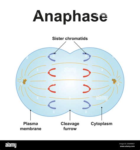 Anaphase Diagram Solved Attached Are Lined Up At The Metaphuse Plate