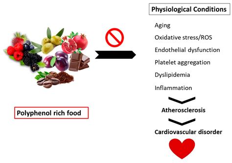 Plant Polyphenols And Their Potential Benefits On Cardiovascular Health