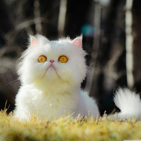 White Persian Cat 4k Uhd Wallpaper For Ultrahd Desktop And Tv