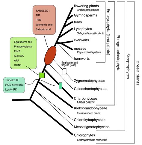 Figure 2 A Phylogenetic Tree [image] Eurekalert Science News Releases