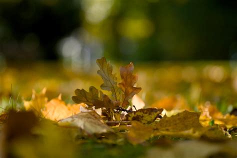 햇살이 비치는 숲 바닥의 생생한 가을 단풍 · 무료 스톡 사진