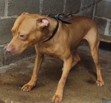 Chamuco Dog Mexican Pitbull Info Temperament Pictures