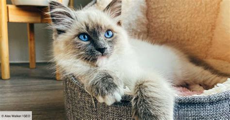 Race De Chats Avec Photos Tous Les Races De Chats Remoeq