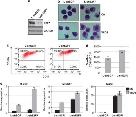 E2f7 Counteracts Monocytic Differentiation Of Aml Cells A Western Download Scientific