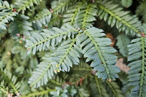 Sequoia Sempervirens Trees And Shrubs Online