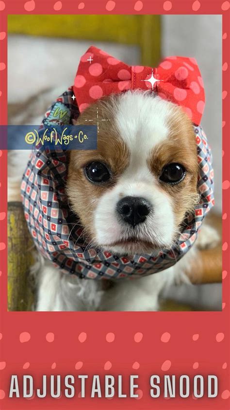Cute Patriotic Dog Snood For Cavalier King Charles Spaniels Toy