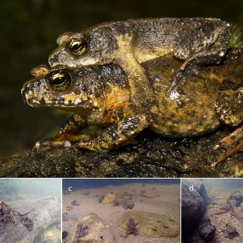 Amplexus And Mating Aggregations In Adenomus Kandianus A An Amplexed