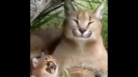 Floopa And Her Cub Yawn Youtube
