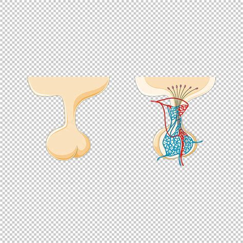 Pituitary Gland Vector