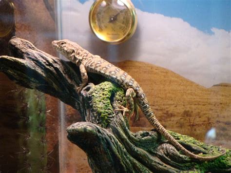 Creating The Perfect Lizard Vivarium A Guide To Housing Your Reptilian