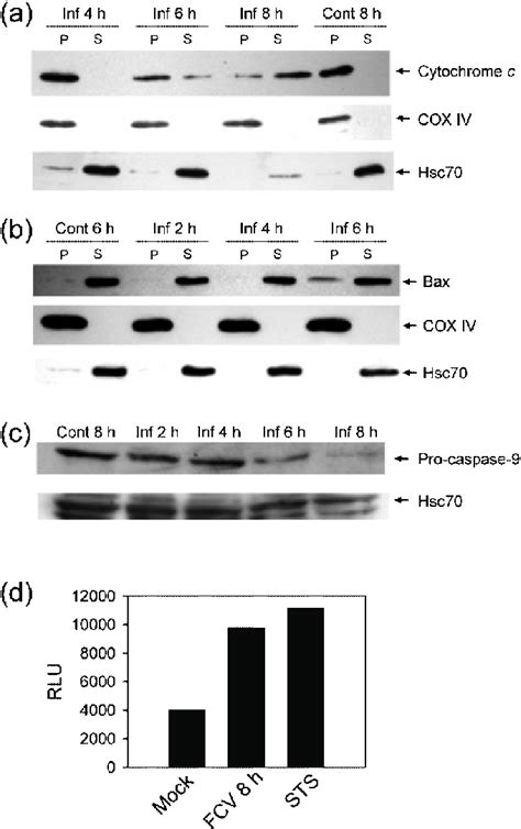 Caspase 9 Activation Following Bax Translocation And Cytochrome C
