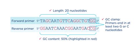 Pcr Primer Design Guidelines Design Talk