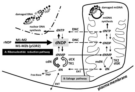 DNTP Demand Is Met By Two Coordinated