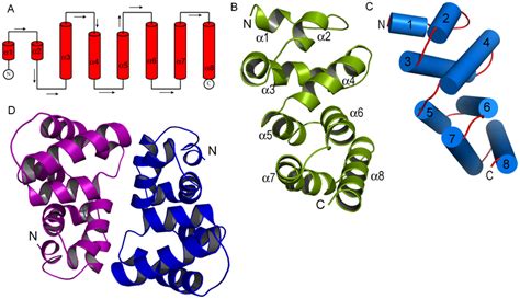 Structure Of Singleton Cthe2751 A Topology Diagram Of The