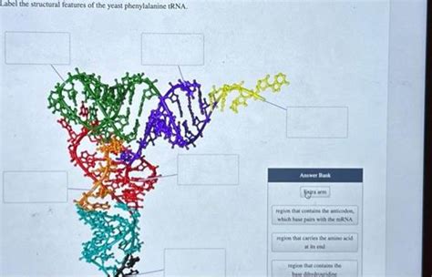 Solved Label The Structural Features Of The Yeast Phenylalanine