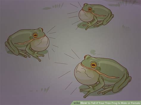 How To Tell If Your Tree Frog Is Male Or Female 9 Steps