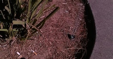 Look A Springkler Imgur