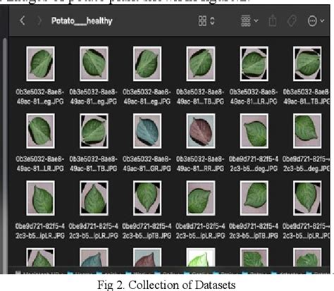 Figure 1 From Image Classification For Potato Plant Leaf Disease