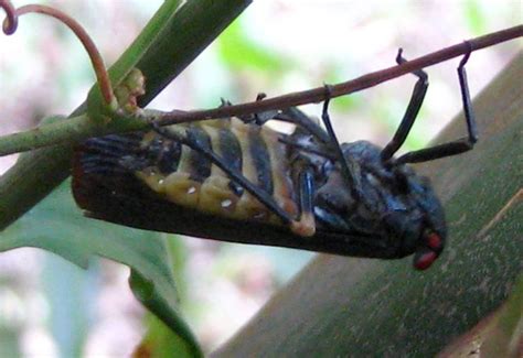 Planthopper Vs Leafhopper Key Differences And Identification Tips Whats That Bug