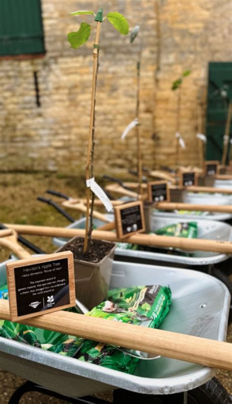 Newton Apple Tree Gives Gravitas To SciTech Hub Haileybury