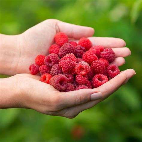 Willamette Red Raspberry Bushes For Sale