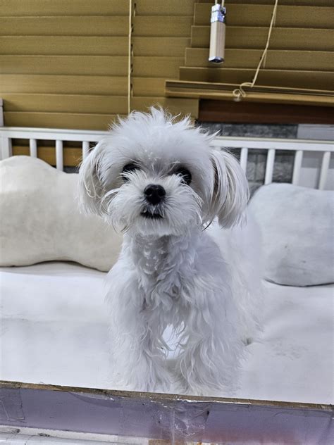 말티즈설기 강아지책임무료분양 강아지분양 고양이분양 컴투펫 시츄 셔틀랜드쉽독 말티푸 미니핀 치와와 요크셔테리어 포메라니안 말티즈 분양