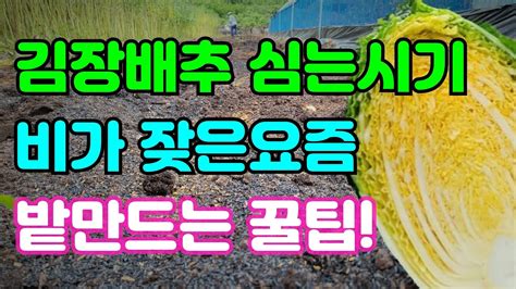 김장배추밭만들기 2탄 김장배추 심는시기 이걸 사용하면 꿀통배추 예방된데요 Youtube