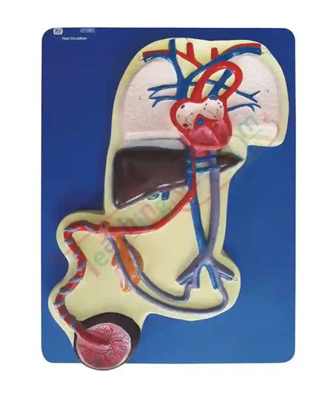 Fetal Circulation Model