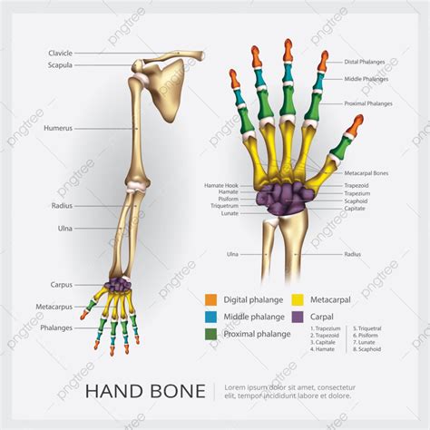 Arm Bones Vector Design Images Arm And Hand Bone Vector Illustration Diagram Finger Distal