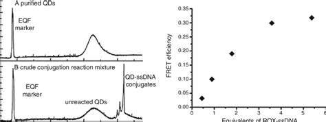 Ce Lif Analysis Of Qd Ssdna Conjugate A Purified Qds B Crude
