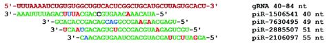 Nucleotide Sequences Of Four Pirnas And The Grna Bs In A Region From 40