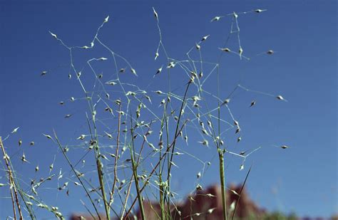 Galleta Grass Seed