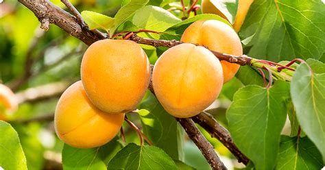 Ifas Stone Fruit Growing Guide Ifas Helping To Grow Blog