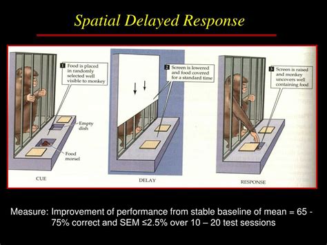 Ppt Attention Working Memory And Executive Function Processes Under Construction