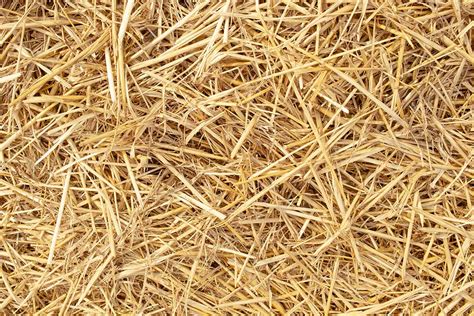 How To Grow Potatoes In Straw Gardeners Path