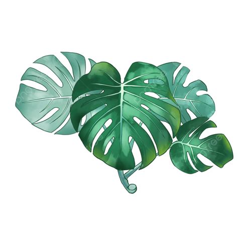 Big Leaf Png Picture Big Leaf Dwarf Plant Green Evergreen Leaves Png Image For Free Download