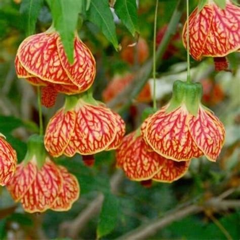 Abutilon Etsy