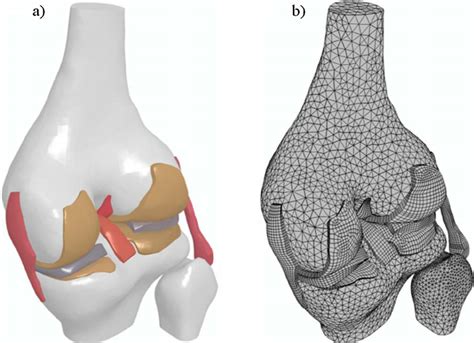 The Knee Joint Geometry Reconstructed From Magnetic Resonance Images Download Scientific