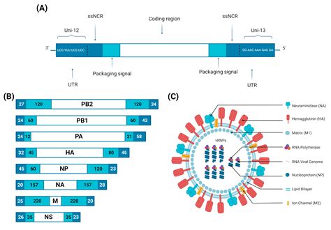 Rna Virus Genome Size At Nancy Spradlin Blog