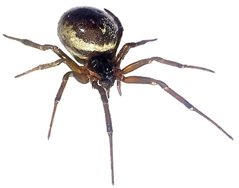 False Black Widow Spider Identification