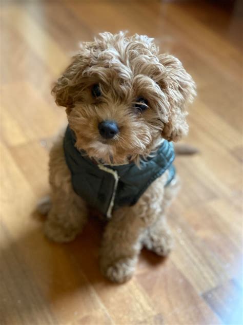 19 Cavapoo Colors Youll Love Pictures Color Fading And More